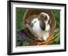 'French Lop Eared Rabbit in a Tub' Photographic Print - Lynn M. Stone ...
