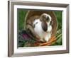 French Lop Eared Rabbit in a Tub Photographic Print by Lynn M. Stone ...
