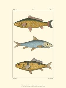 Fish artwork for sale, Posters and Prints at Art.com