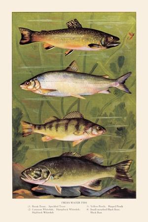 'Freshwater Fish' Art Print | Art.com