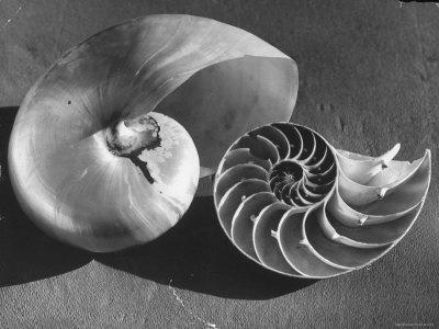 'The Interior Design of the Shell' Photographic Print - Fritz Goro ...