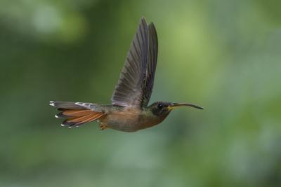 Rufous-breasted Hermit (Glaucis hirsutus), a type of hummingbird, in ...