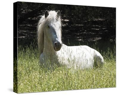 'Wild Field - Gaze' Stretched Canvas Print - Gaetan Caron | Art.com