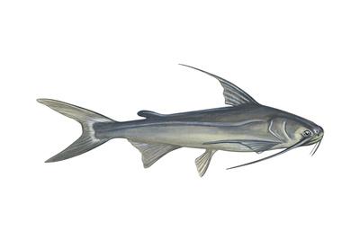 Gafftopsail Catfish