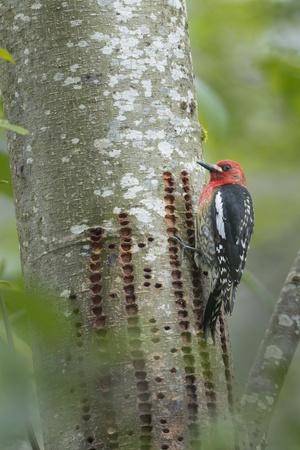 'USA, Washington State. Red-breasted Sapsucker' Photographic Print ...