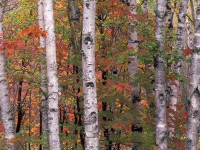 'Forest Landscape and Fall Colors, North Shore, Minnesota, USA ...