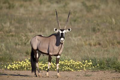 'Gemsbok (South African Oryx) (Oryx gazella) buck, Kgalagadi ...