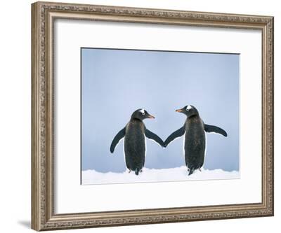 Gentoo Penguin Pair 'Holding Hands' Photographic Print by | Art.com