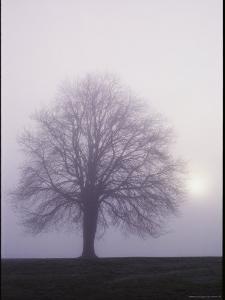 Flower Fields Photography Art for Sale: Prints, Paintings, Posters ...