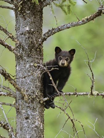 'Black Bear (Ursus Americanus) Cub Balancing On Branch In Tree ...