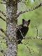 'Black Bear (Ursus Americanus) Cub Balancing On Branch In Tree ...
