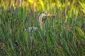 'Great blue heron feeding on turtle, Green Cay Wetlands, Florida, USA ...