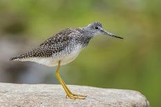 'Black Bear (Ursus Americanus) Cub Balancing On Branch In Tree ...