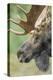 Moose (Alces alces) bull portrait, Baxter State Park, Maine, USA ...