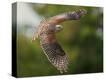 'Red-shouldered hawk in flight, CREW Swamp, near Naples, Florida, USA ...