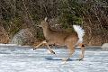 'White-tailed deer running on snowy pond, Acadia NP, Maine, USA. March ...