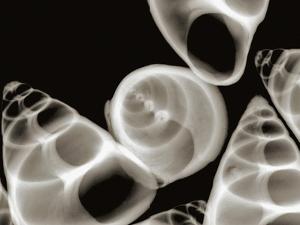 Beautiful Snails artwork for sale, Posters and Prints | Art.com