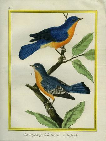 'American Robin and the Female' Giclee Print - Georges-Louis Buffon ...