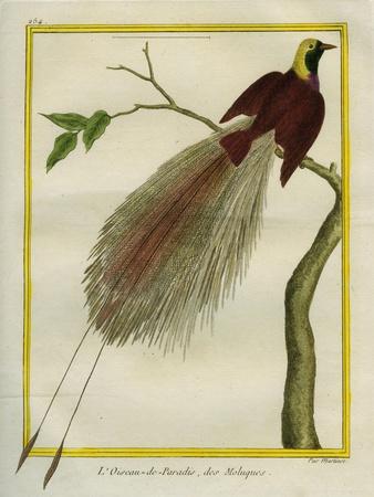 'Bird-Of-Paradise' Giclee Print - Georges-Louis Buffon | Art.com