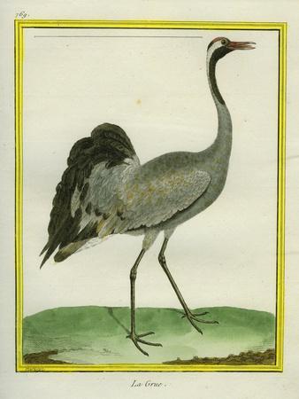 'Crane' Giclee Print - Georges-Louis Buffon | Art.com