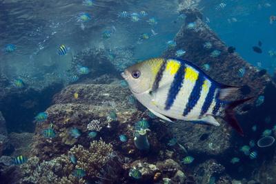 'Sergeant Major Fish' Photographic Print - Georgette Douwma | Art.com