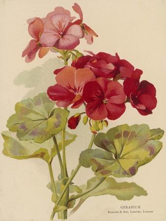 'Geranium' Art Print | Art.com