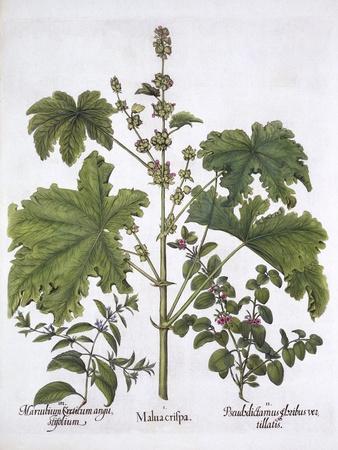 Curled Mallow, False Dittany, Cretan Horehound, from 'Hortus ...