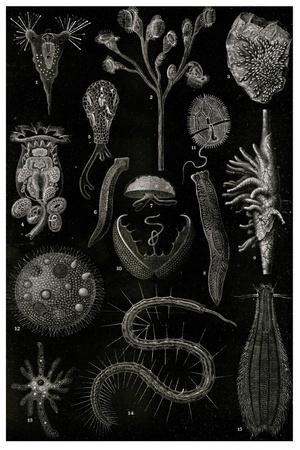 'Varieties of Microscopic Marine Organisms, 1900 (Litho)' Giclee Print - German School | Art.com