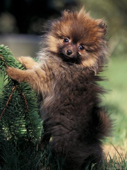 German Spitz (Klein) Puppy Climbing Branch Photographic Print by ...