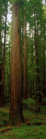 Giant Redwood Trees Ave of the Giants Redwood National Park Northern CA ...