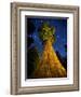 'Giant Sequoia under the Milky Way' Photographic Print - Ian Shive ...