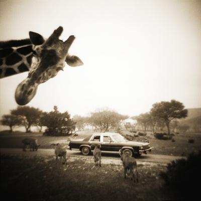 'Giraffe and Friends Falcon Ridge Texas' Photographic Print - Theo ...