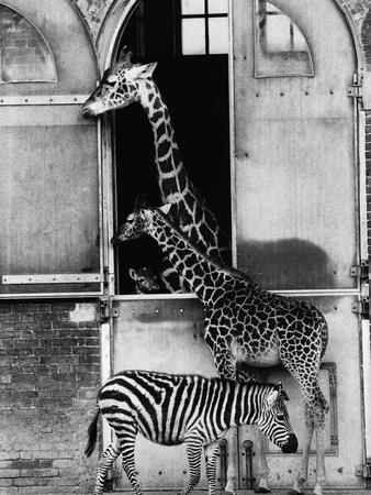 'Giraffe Family and Zebra' Photographic Print | Art.com