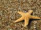 'Glass Beach with Star Fish, Kauai, Hawaii, USA' Photographic Print ...