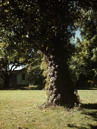 'Gnarled Apple Tree Planted over 100 Years Ago by Johnny Appleseed ...