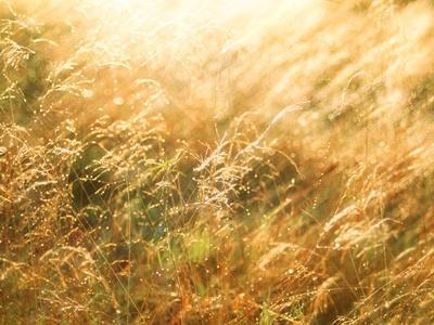 'Golden Grass' Photographic Print | Art.com
