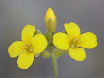 'Gordon's Bladderpod (Lesquerella Gordonii), Organ Pipe Cactus National ...