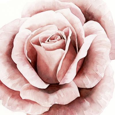 'Pink Rose II' Art Print - Grace Popp | Art.com