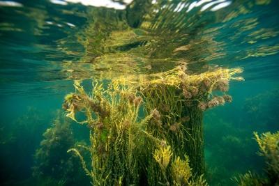 Norway's laminaria growing up towards the surface of the sea ...