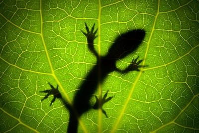 'Pacific gecko silhouetted through a translucent Kawakawa leaf, New ...