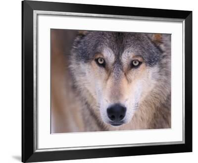 Gray Wolf in the Foothills of the Takshanuk Mountains, Alaska, USA ...