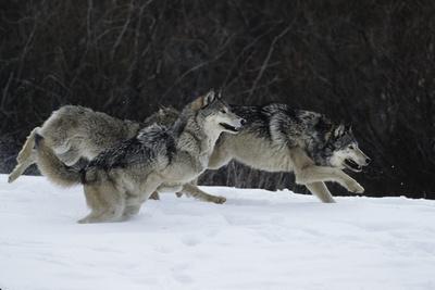 Wolves Running