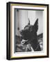 'Great Dane Belonging to Governor William Stratton' Photographic Print ...