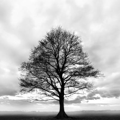 'Great Tree' Photographic Print | Art.com