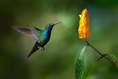 Green Mango Hummingbird