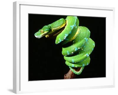 'Green Tree Python, Native to New Guinea' Photographic Print - David ...