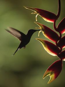 Beautiful Heliconia artwork for sale, Posters and Prints | Art.com