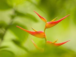 Beautiful Heliconia artwork for sale, Posters and Prints | Art.com