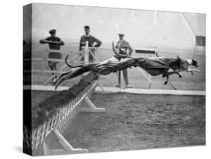 Greyhound canvas Art: Prints, Paintings, Posters & Wall Art | Art.com