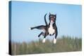 Funny American Staffordshire Terrier Dog with Crazy Eyes Flying in the ...